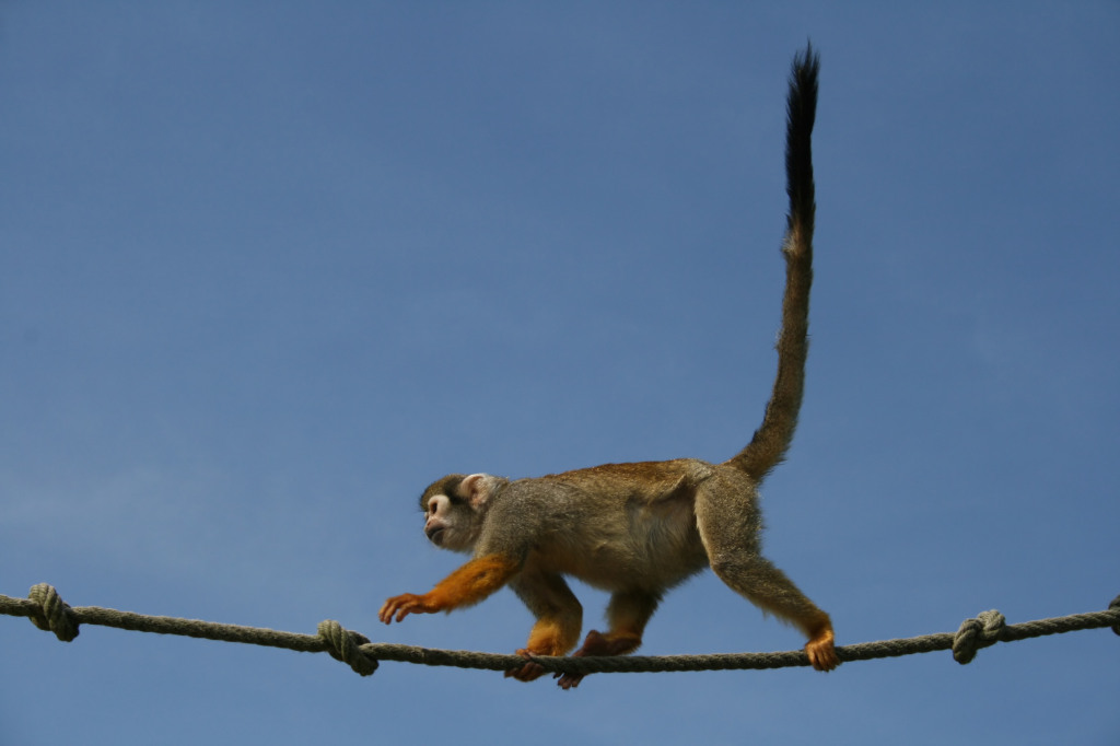 Keyword Research: Utilizing Long-Tail Keywords - Scott Sery